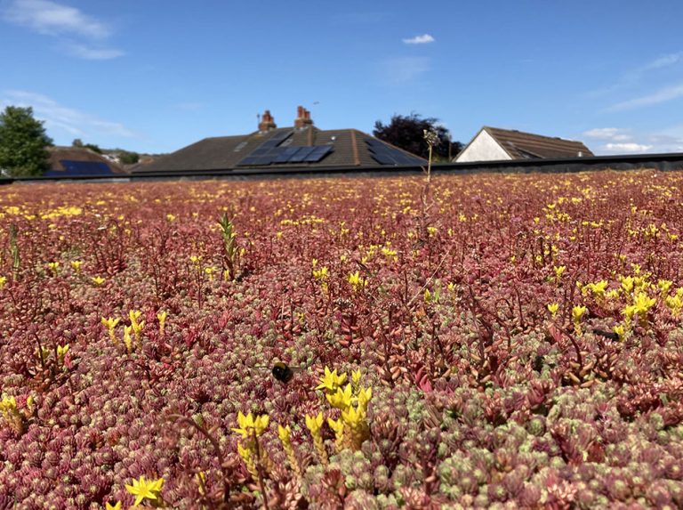 GreenRoofs - Lightweight Sedum Living Roof System - Walls of Plants