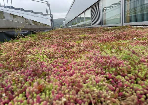 GreenRoofs - Lightweight Sedum Living Roof System - Walls of Plants
