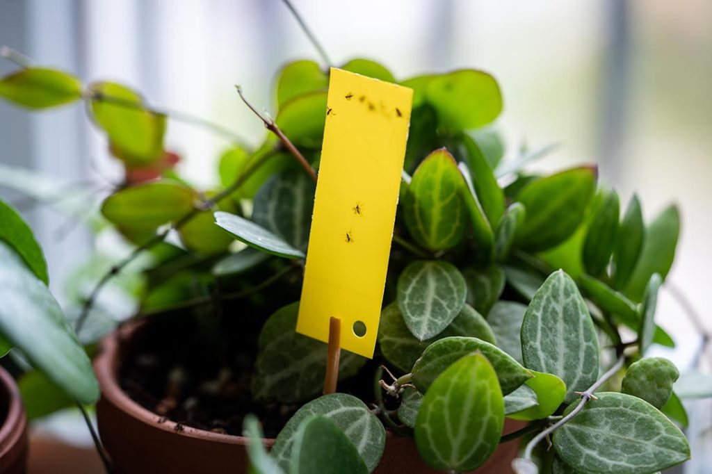 How to Control Pests on Indoor Plants - Walls of Plants