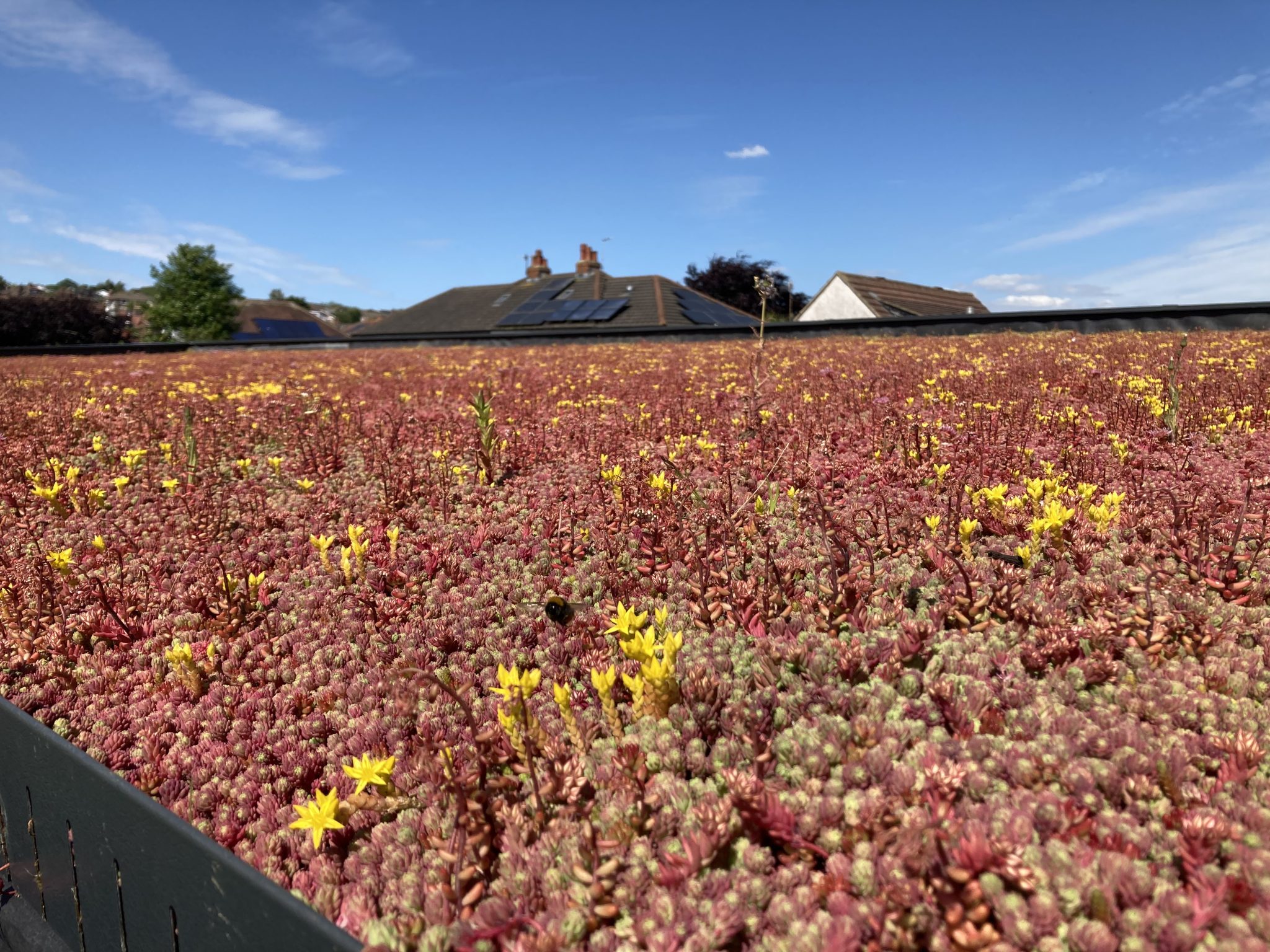 What is a Sedum Green Roof? Beginner’s Guide to Sustainable ...